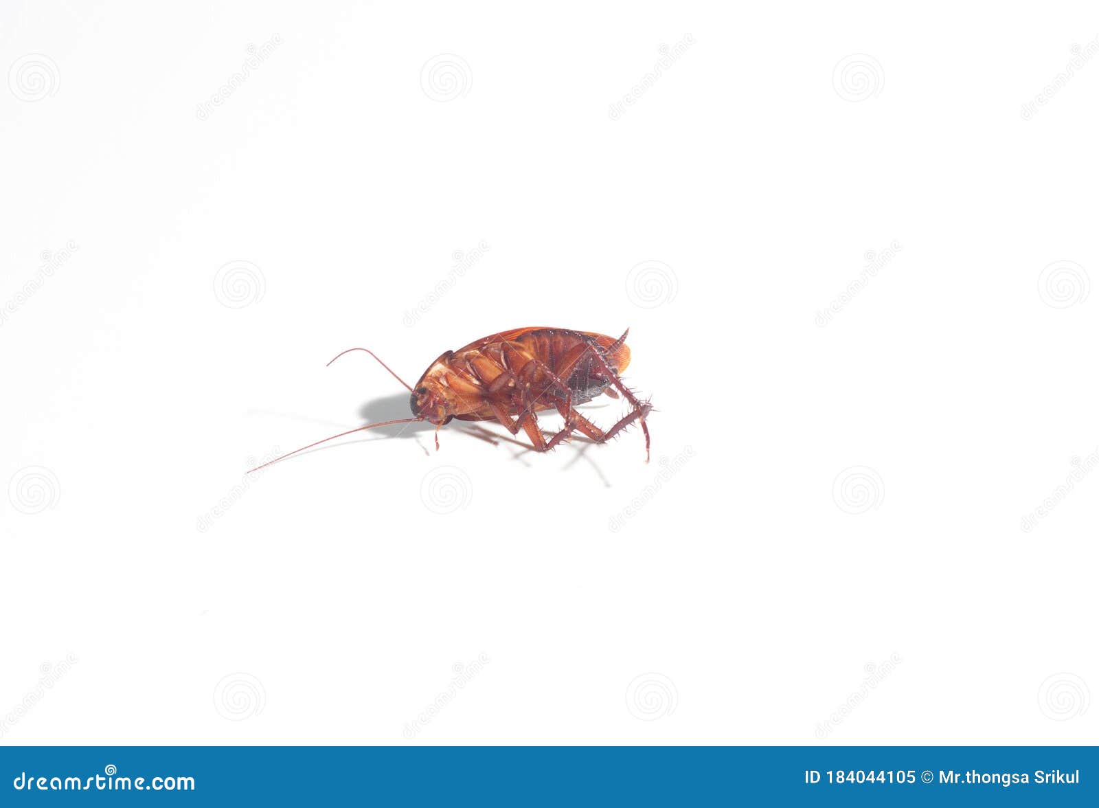 Cockroaches are Eating Sweets Offensive Stock Image - Image of health ...