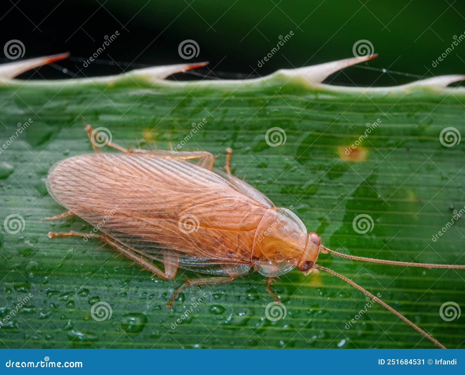 Cockroaches on Green Pandan Leaves. Stock Image - Image of pandan ...
