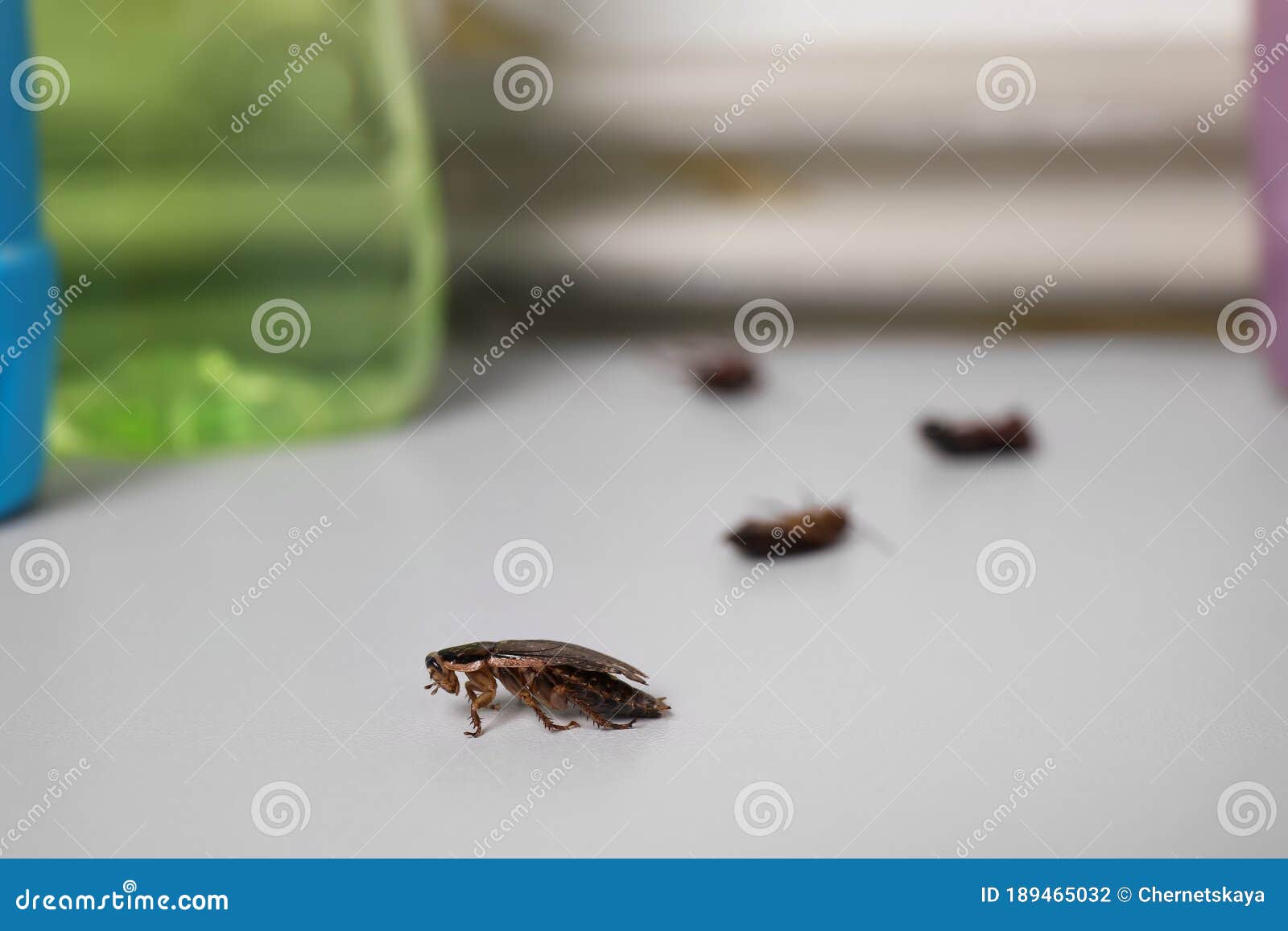 Cockroaches on Grey Surface, Space for Text. Pest Control Stock Photo ...