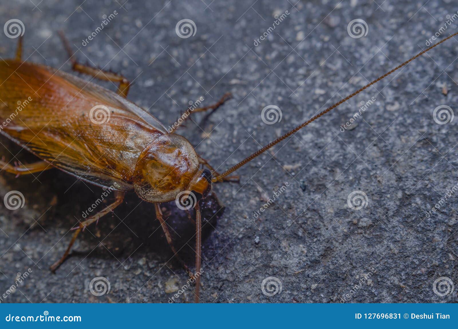 Cockroaches on the ground stock image. Image of distance - 127696831