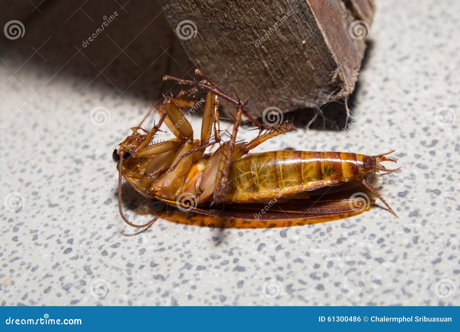 Cockroaches stock photo. Image of isolated, insect, close - 61300486