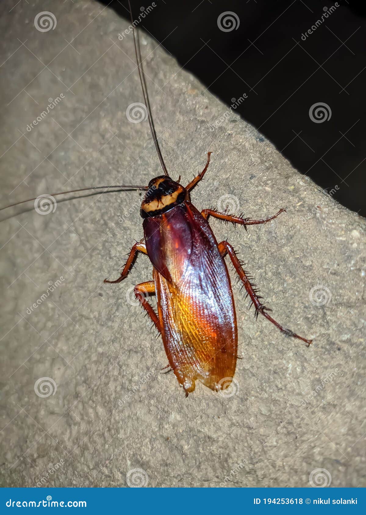 Cockroaches are Insects of the Order Blattodea, Which Also Includes ...