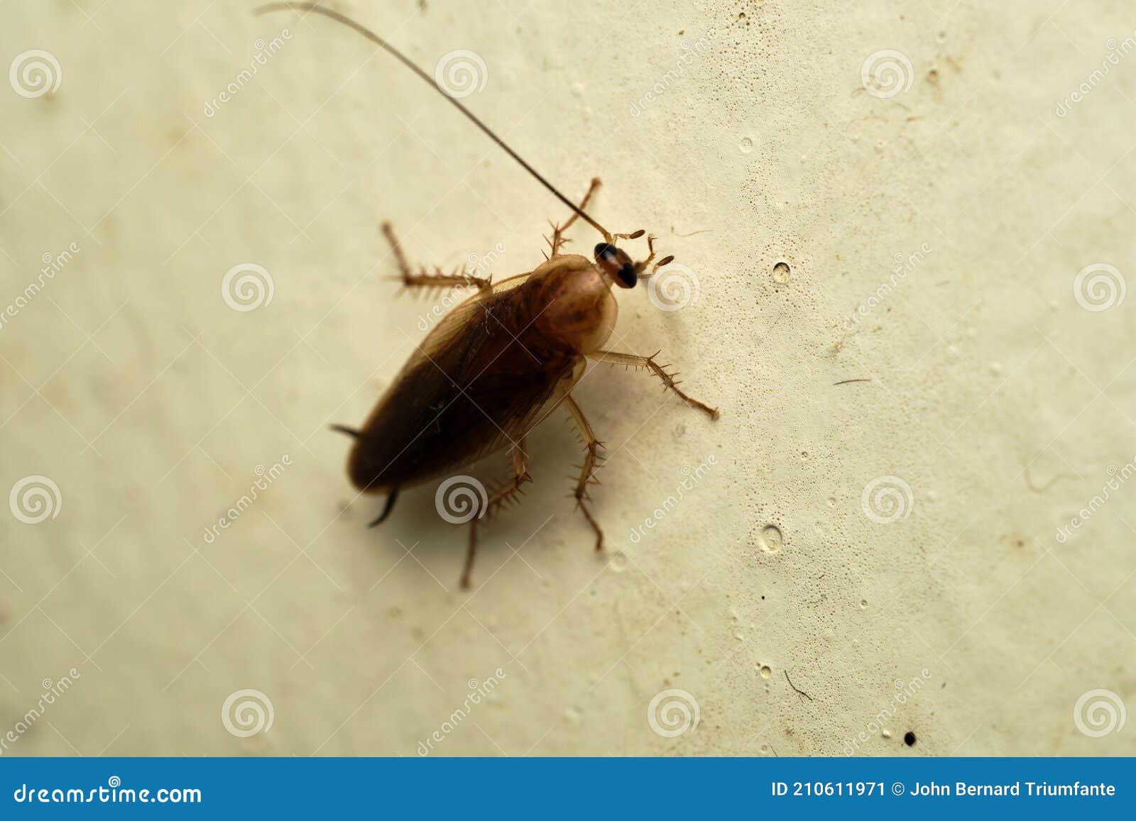 Cockroach Macro Close Up White Background Stock Image - Image of dirty, portuguese: 210611971