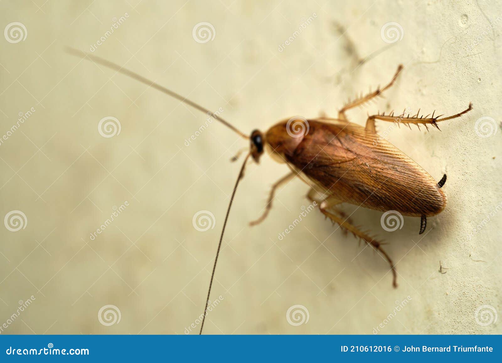 Cockroach Macro Close Up White Background Stock Photo - Image of order ...