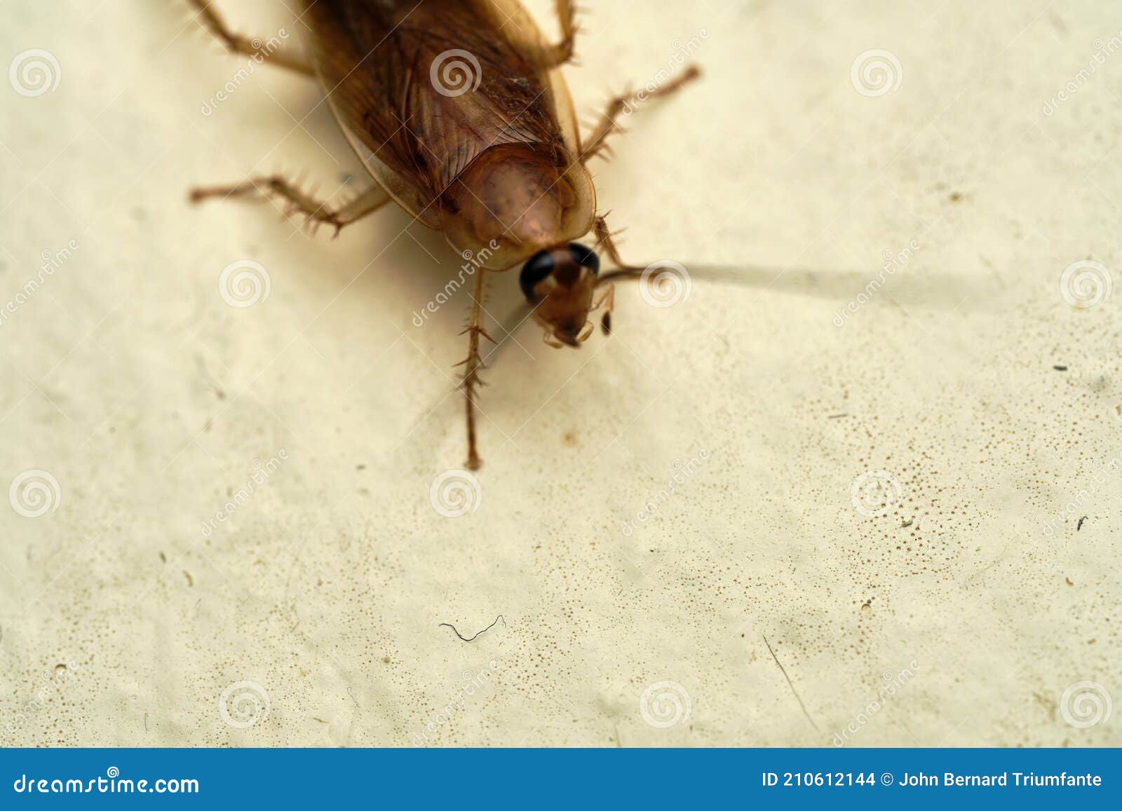 Cockroach Macro Close Up White Background Stock Photo - Image of ...