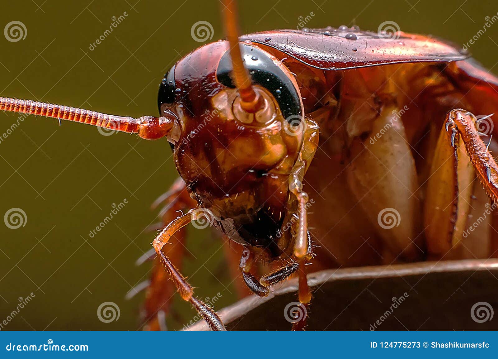 Cockroach macro stock image. Image of human, cockroach - 124775273