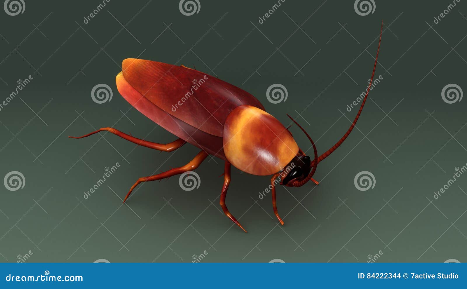 Cockroach stock illustration. Illustration of pests, tryonicidae - 84222344
