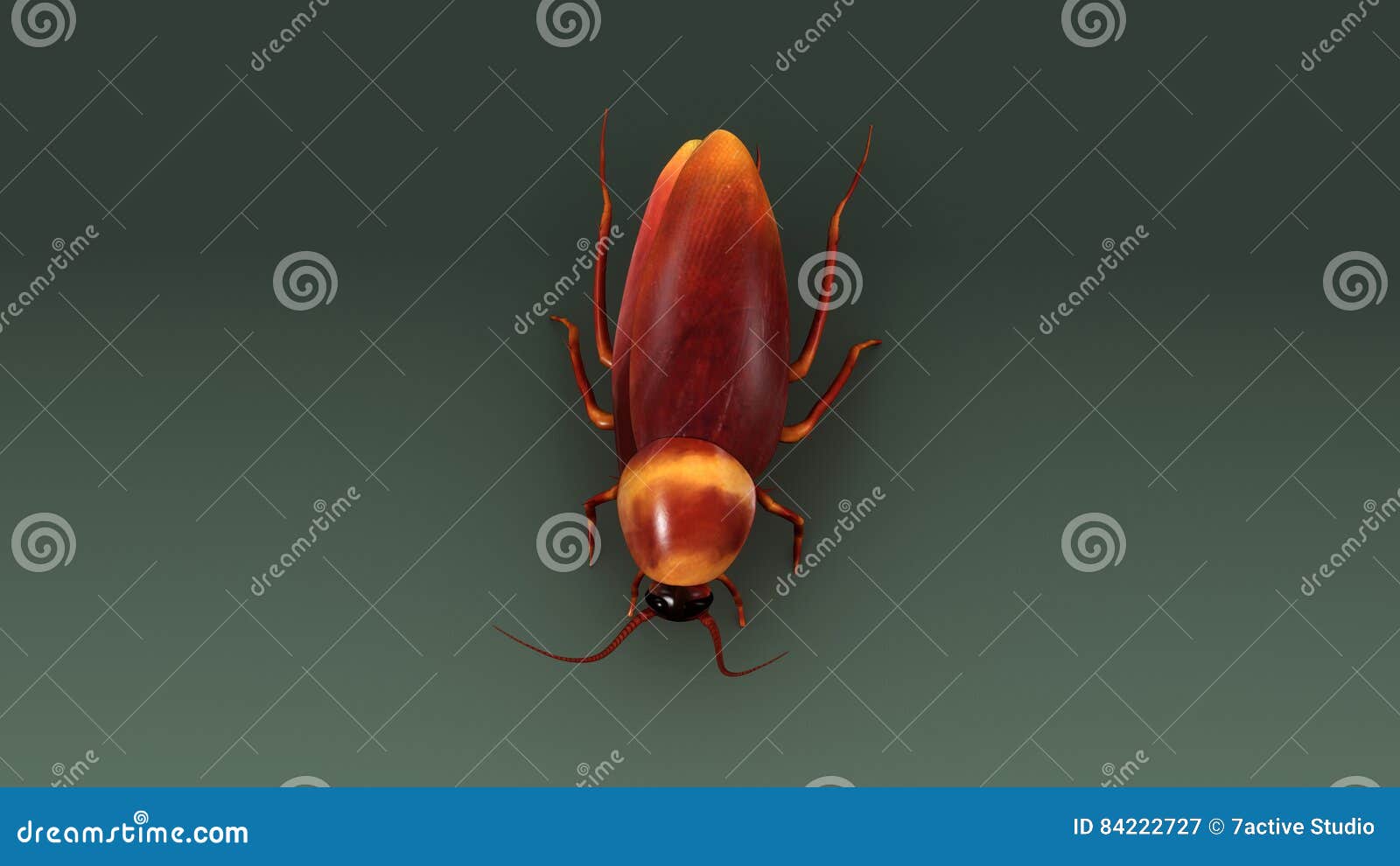 Cockroach Stock Photo | CartoonDealer.com #84222727