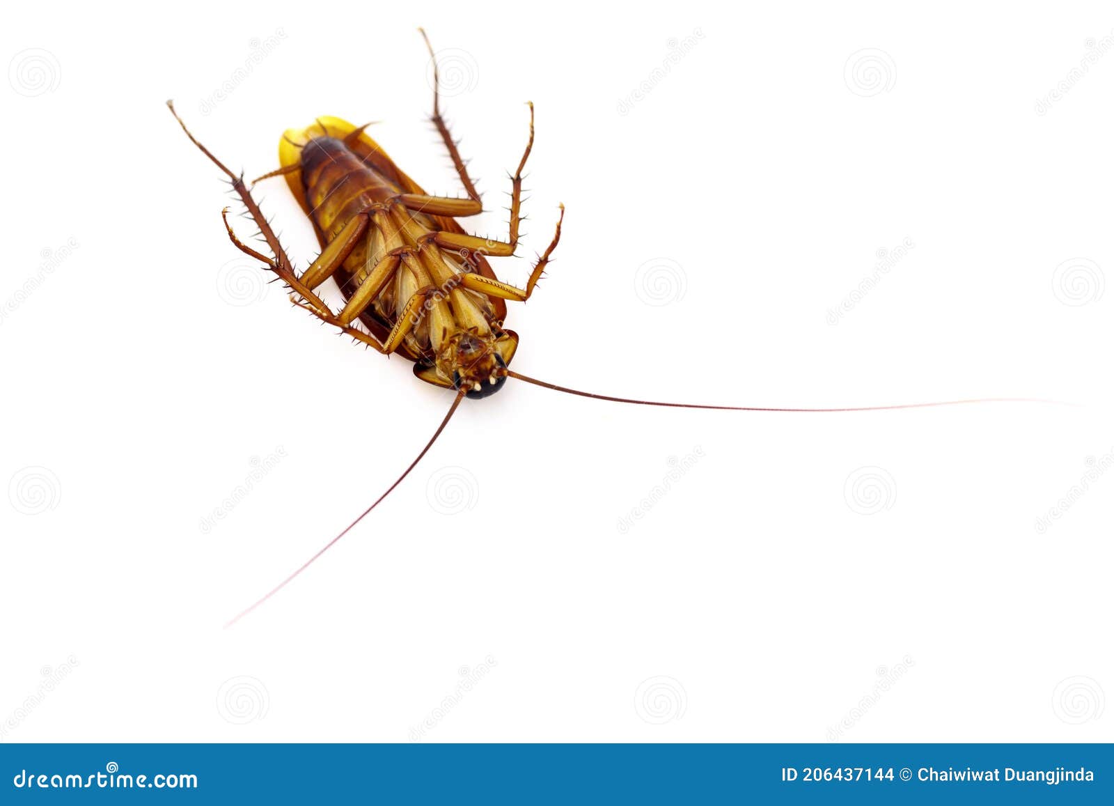 Cockroaches Isolated on White Background Stock Photo - Image of ...