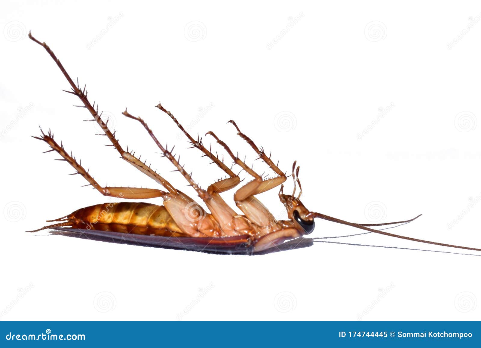 Cockroaches lie supine. stock image. Image of cockroachesdue - 174744445