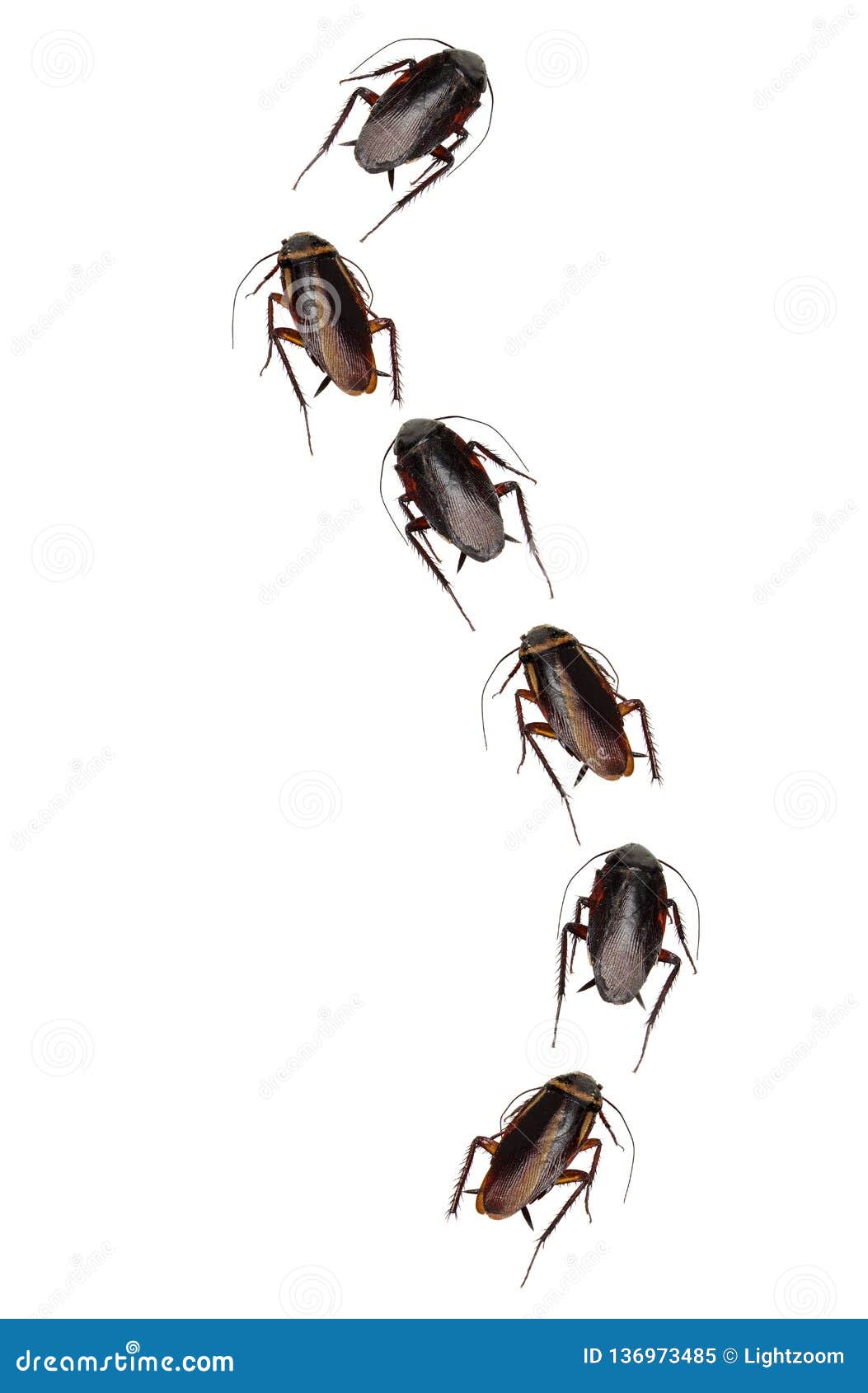 Cockroaches stock image. Image of unhygienic, antenna - 136973485