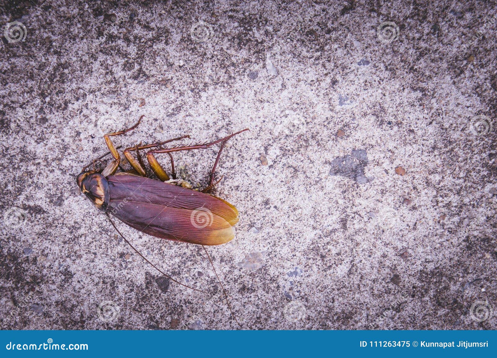 Cockroaches Lying Dead On The Cutting Board Wood.The Problem In The ...