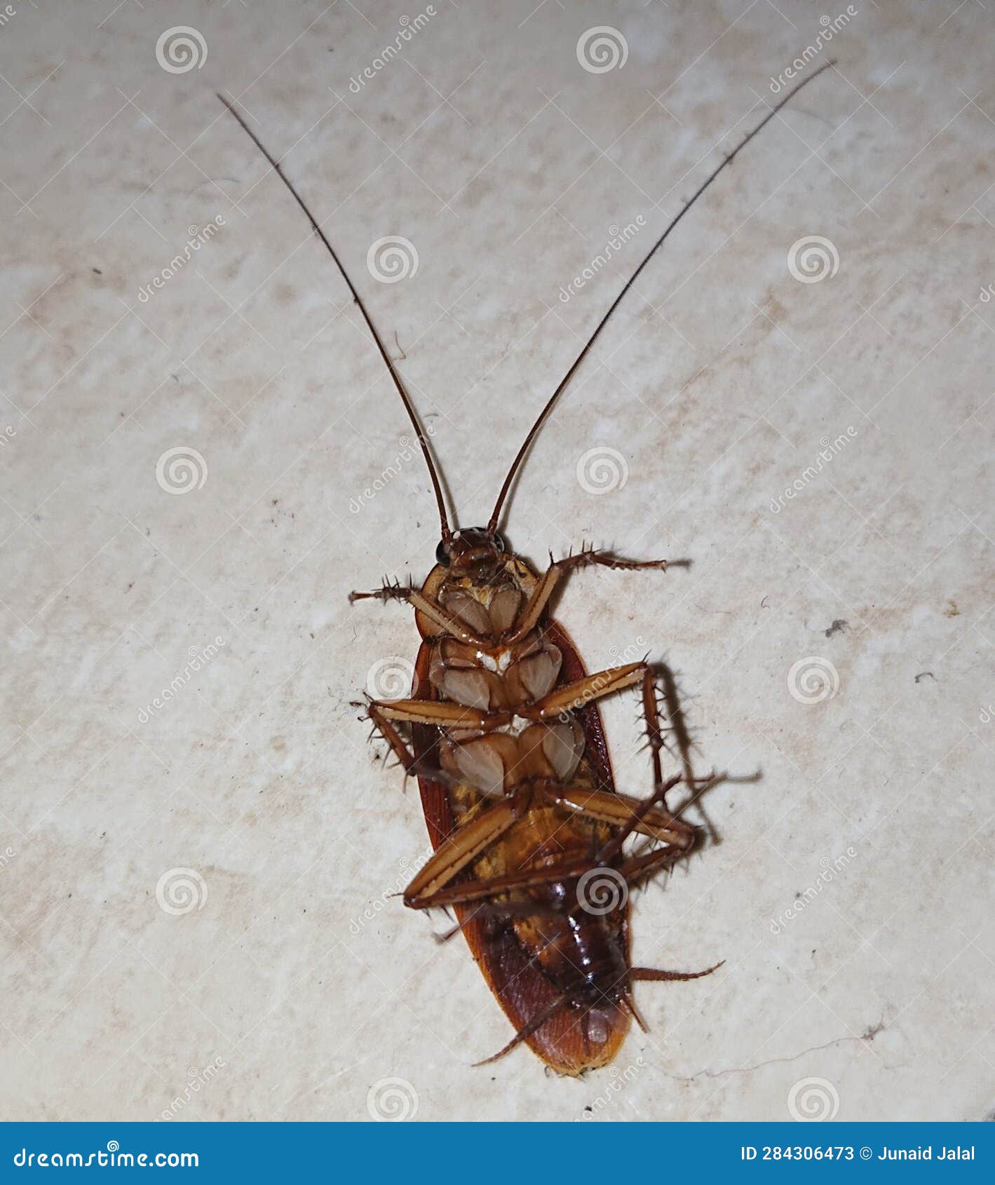 Cockroaches Lying Peacefully on the Floor Stock Image - Image of animal ...