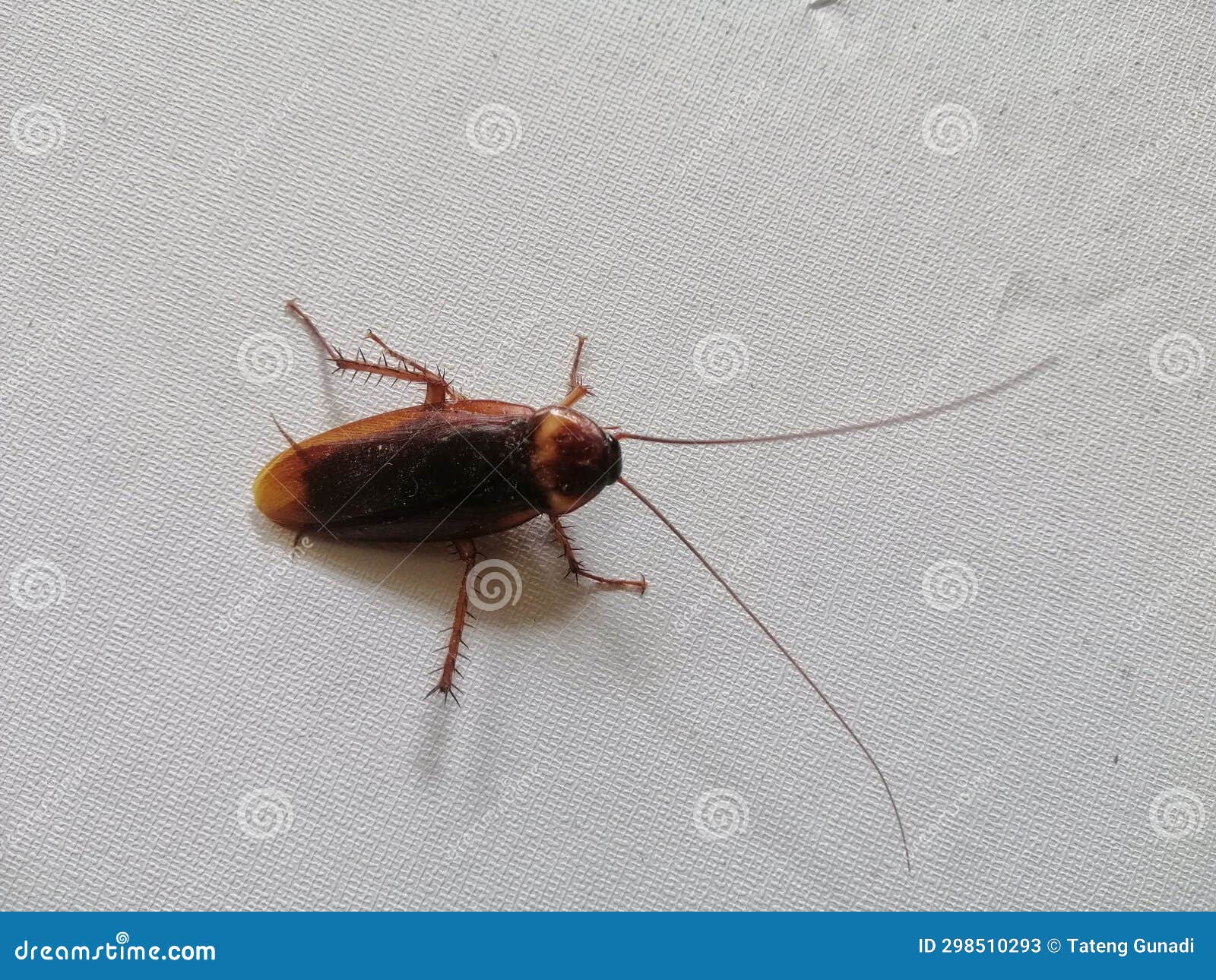 Cockroaches in Normal and Upside Down Positions. Stock Image - Image of ...