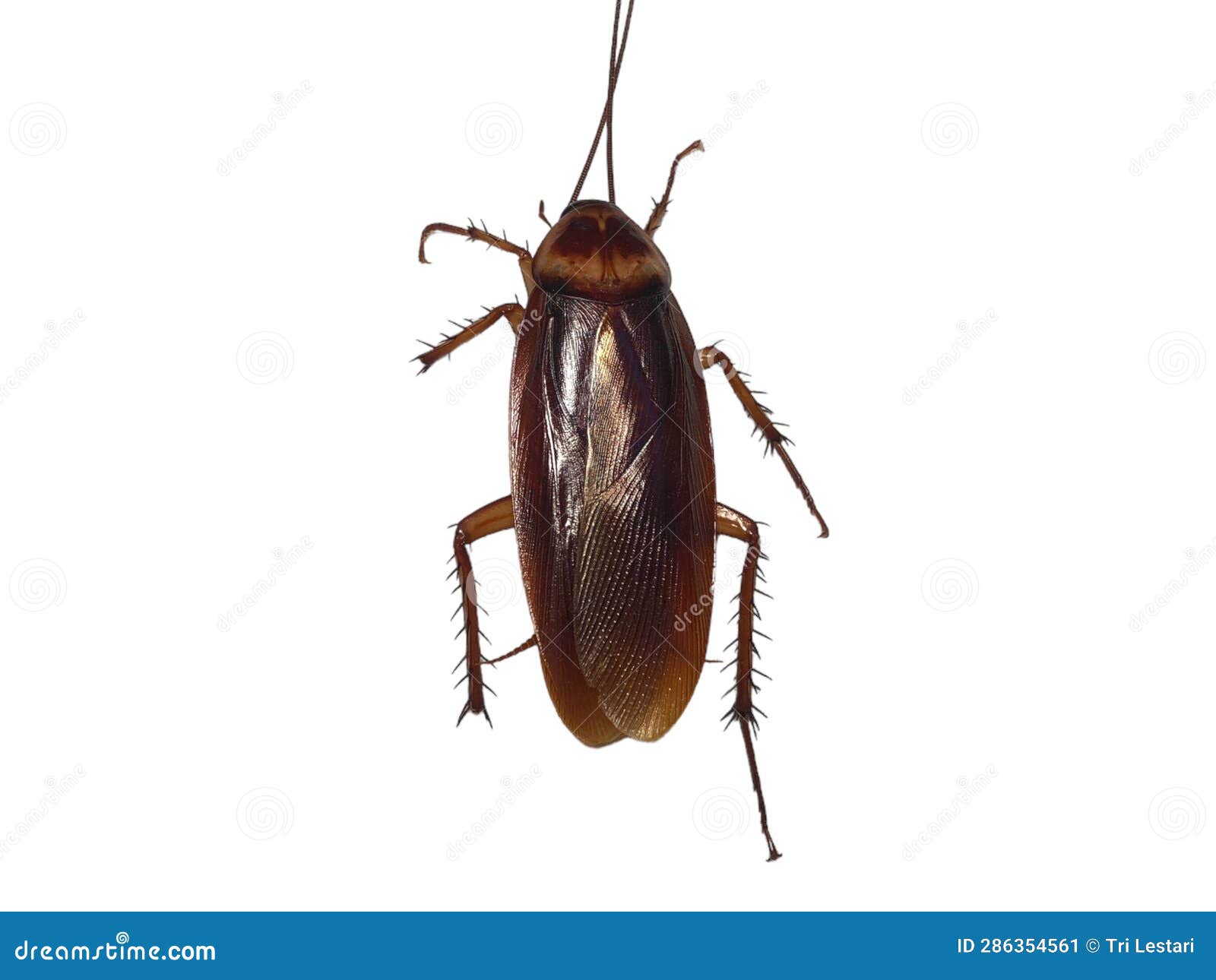 Cockroaches stock image. Image of cockroach, creepy - 286354561