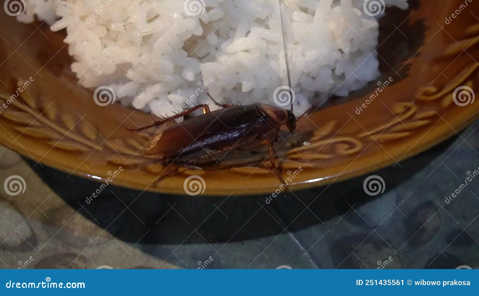 Cockroaches on a Plate of Rice Stock Video - Video of disease, hole ...