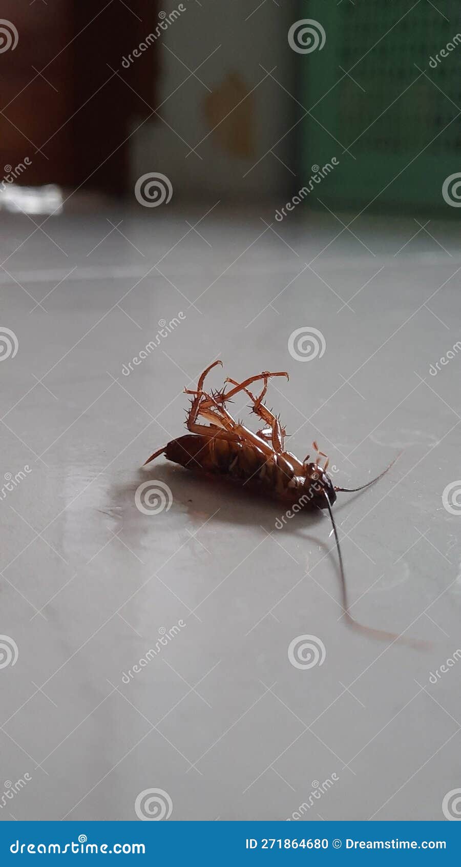 Cockroaches Pretending To Be Dead Stock Photo - Image of animal, leaf ...