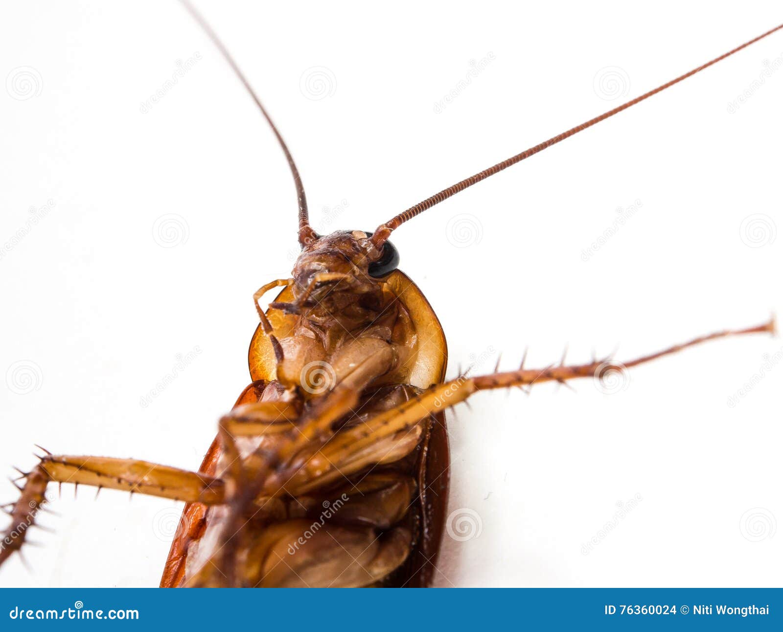 Cockroaches Small Animals Distract a Annoying Causes of Disease. Stock ...