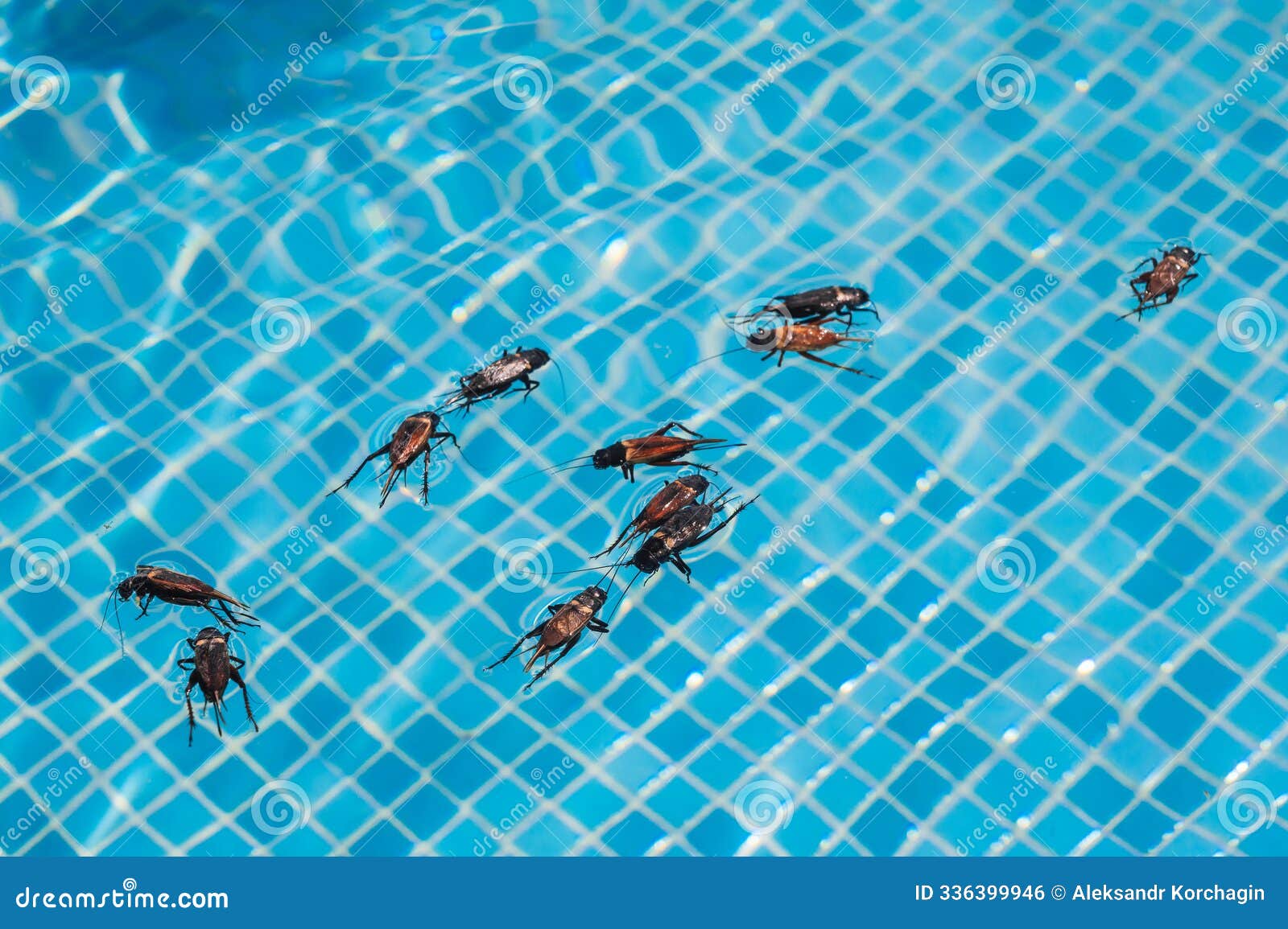 Cockroaches are Swimming in the Pool. Stock Photo - Image of pool ...
