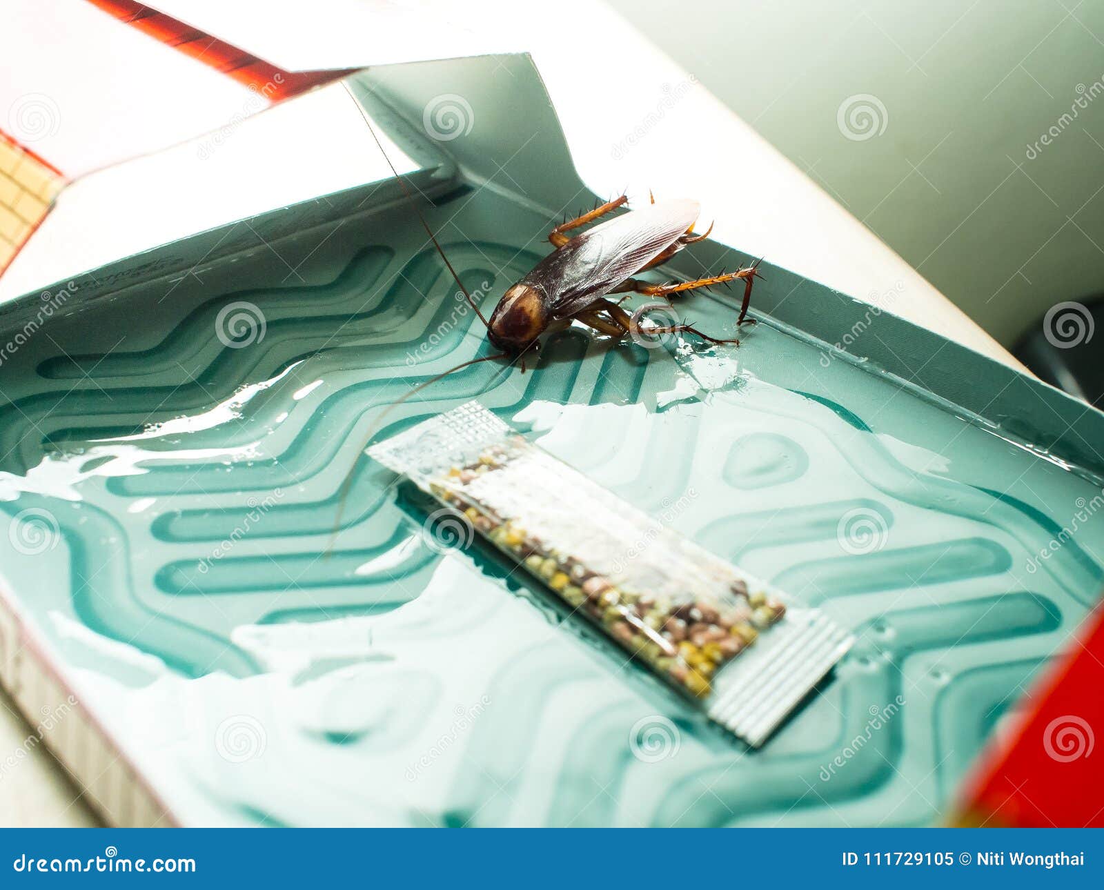 Cockroaches Trapped Trap Boxes Trapped Cockroaches in the Kitchen ...