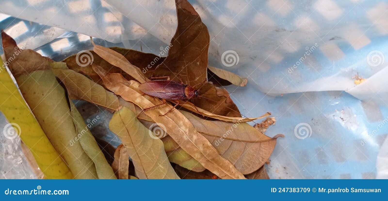 Cockroaches are Walking in the Garbage Basket. Stock Image - Image of ...