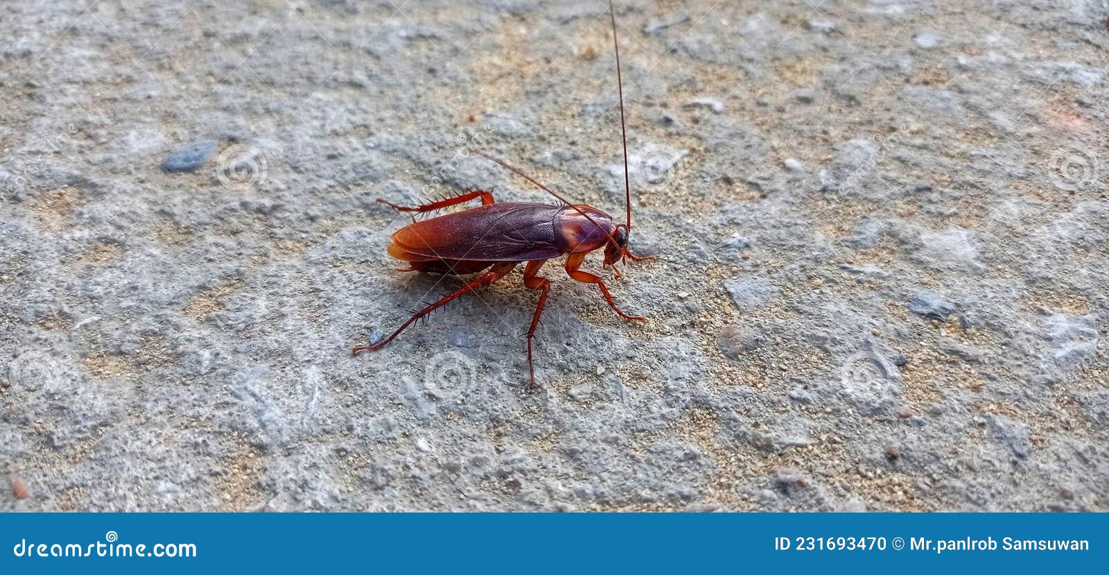 Cockroaches Walking on the Ground. Stock Photo - Image of wasp, beetle ...