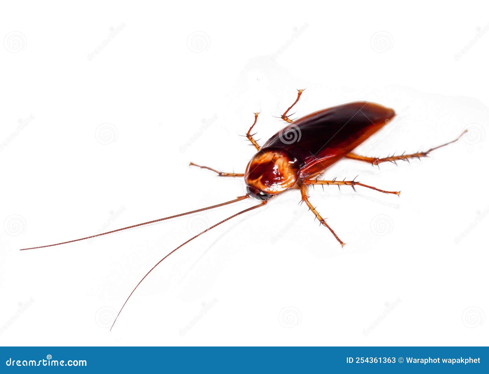 Cockroaches on a White Background Stock Image - Image of antenna ...