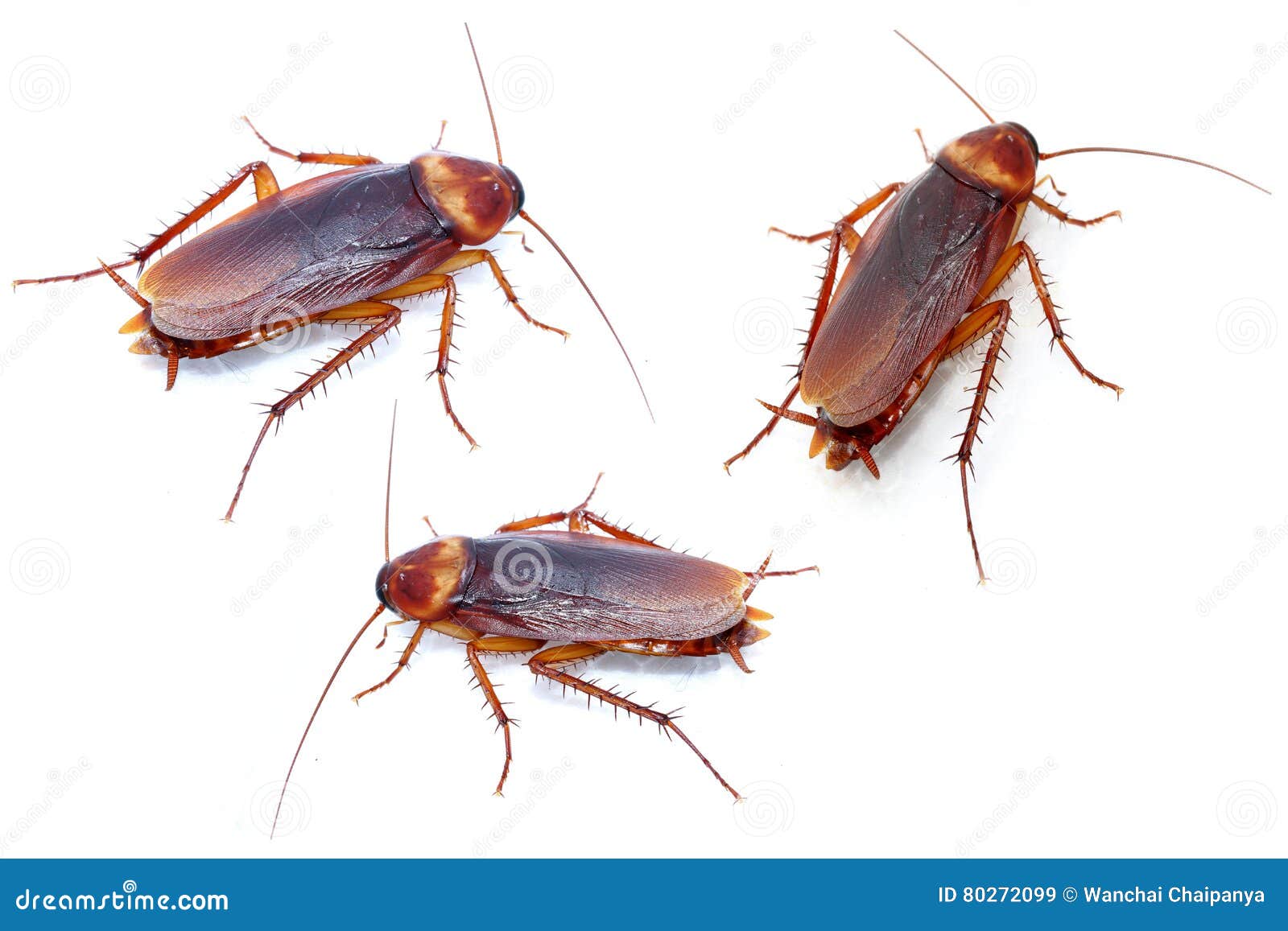 Cockroaches Royalty-Free Stock Photography | CartoonDealer.com #50262275