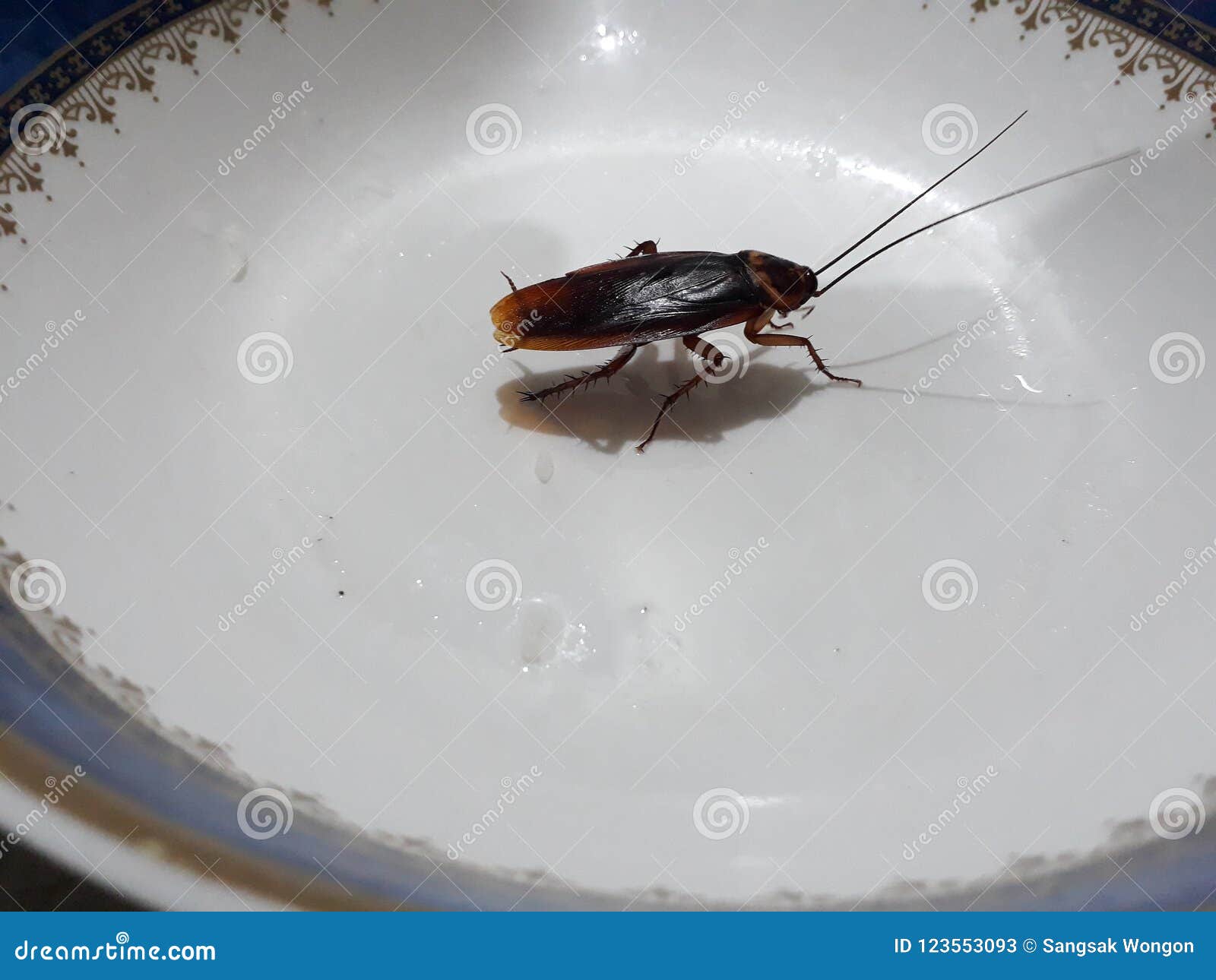 Cockroaches are on a White Food Container. Stock Image - Image of ...