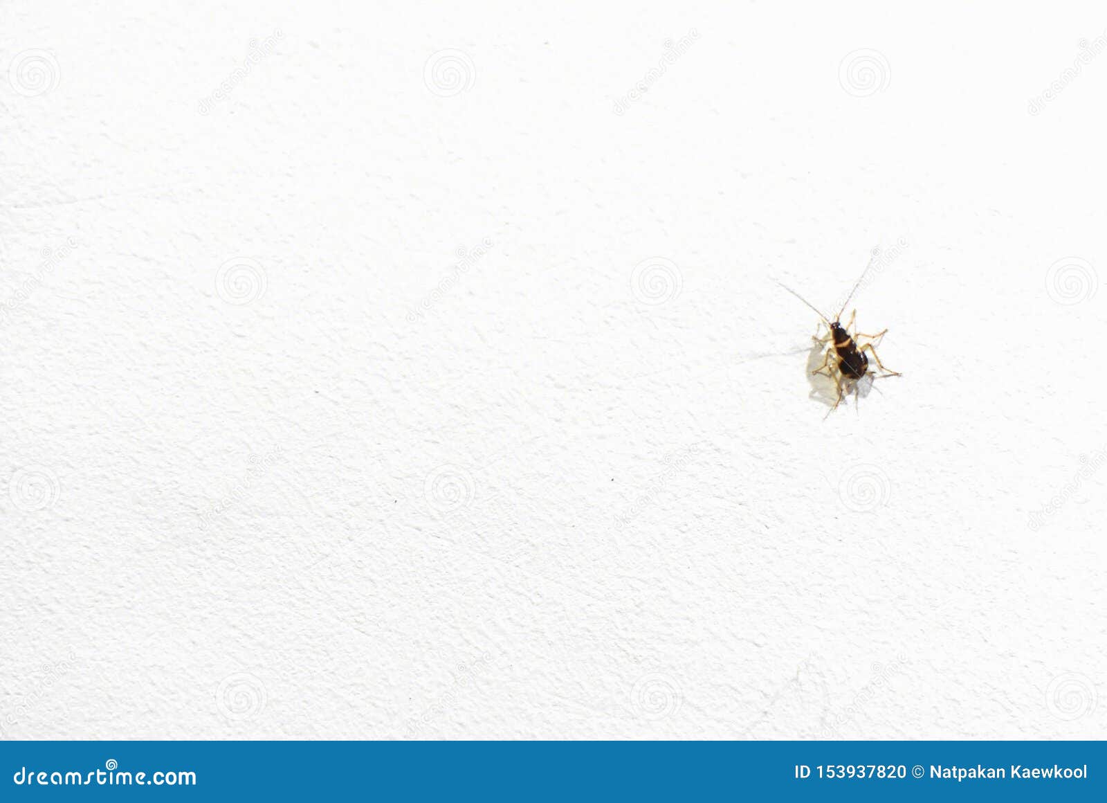 Cockroaches on the White Wall Stock Photo - Image of cockroach, dirt ...