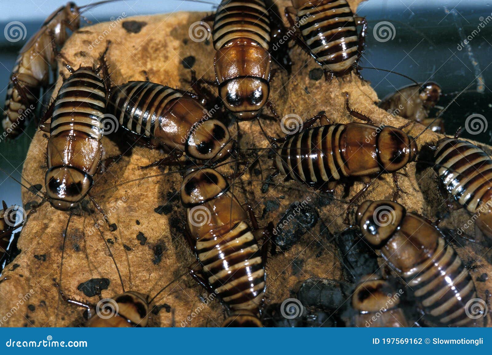 Cockroachs in Africa stock photo. Image of group, dictyoptera - 197569162