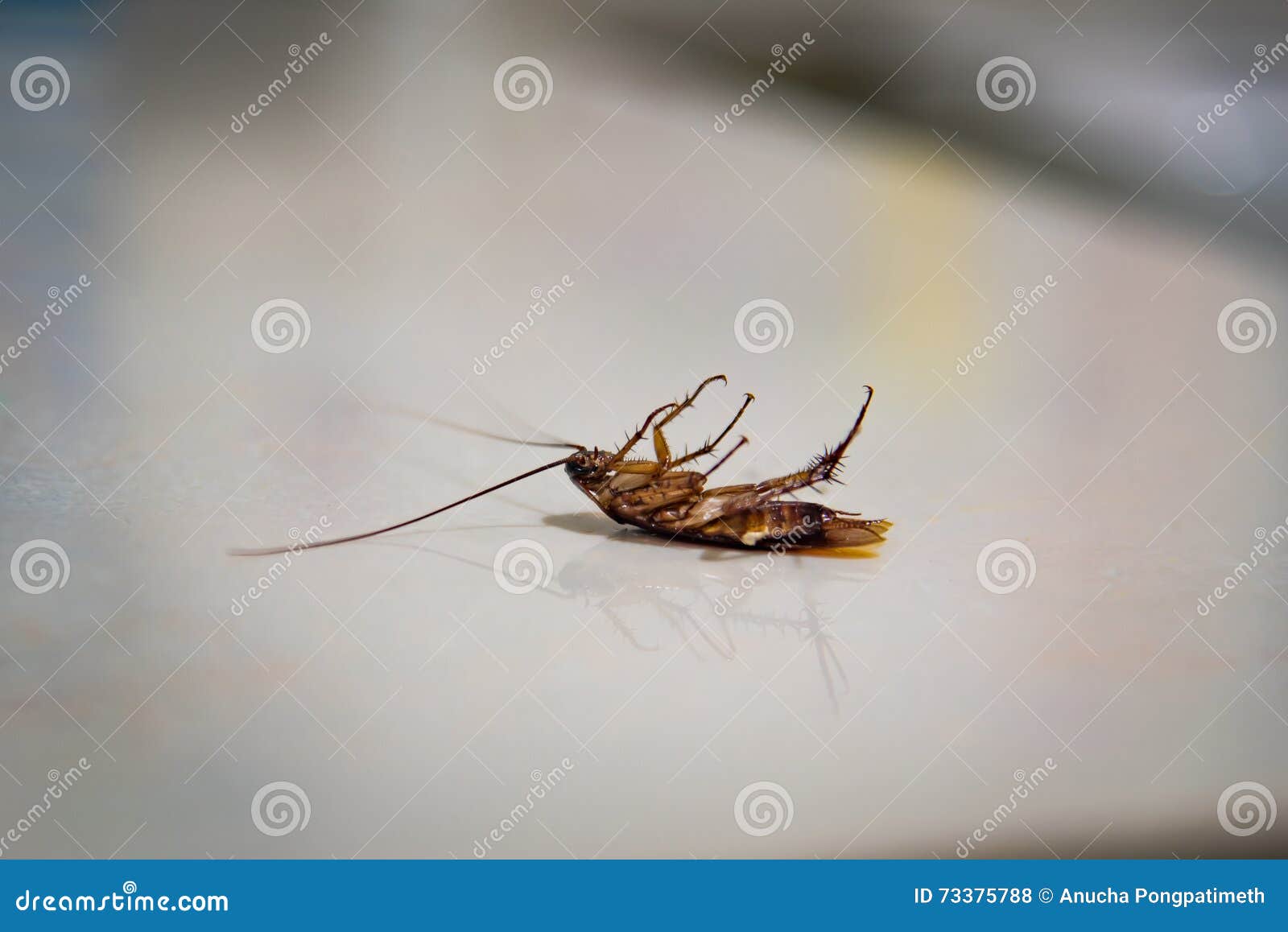 Cockroch on ground stock photo. Image of exterminator - 73375788