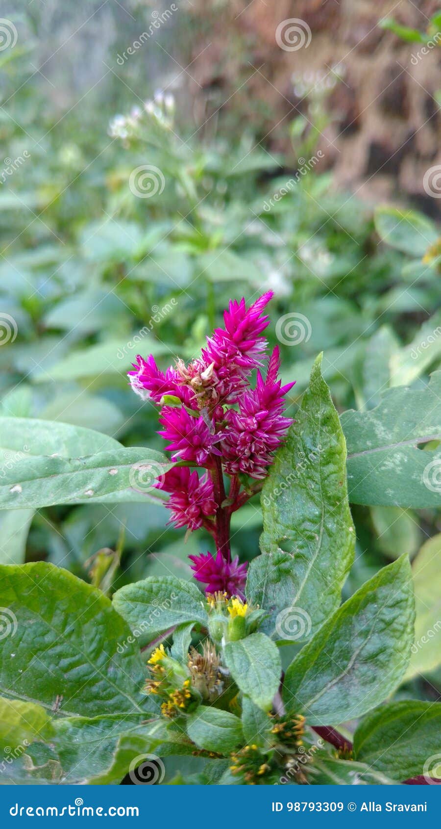 Cockscomb, Chinese Wool Flower, Celosia Argentea Stock Image - Image of ...