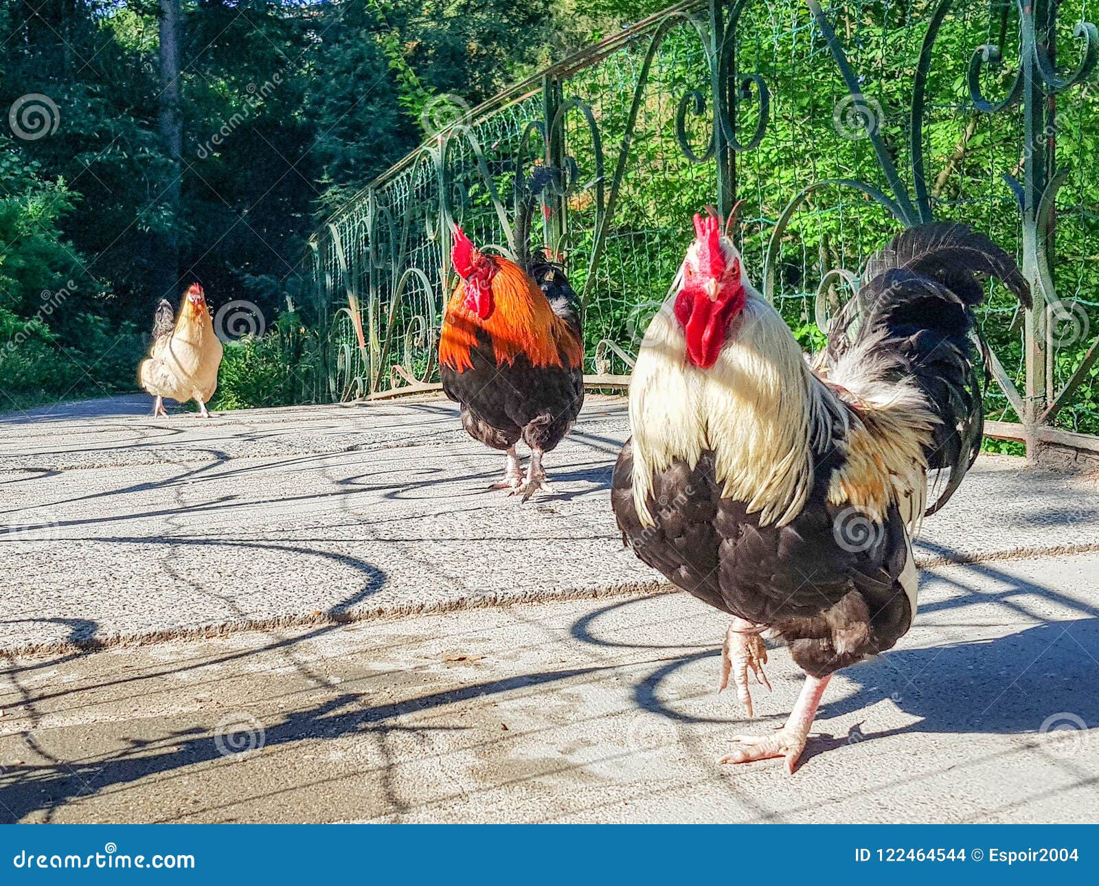 Pass Over a Bridge Over a Stream Stock Photo - Image of farmyard, avian ...