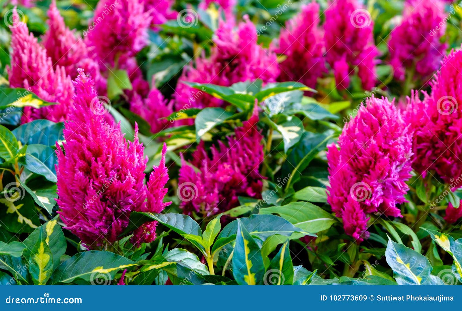 Cockscomb image stock. Image du coloré, beau, flore - 102773609
