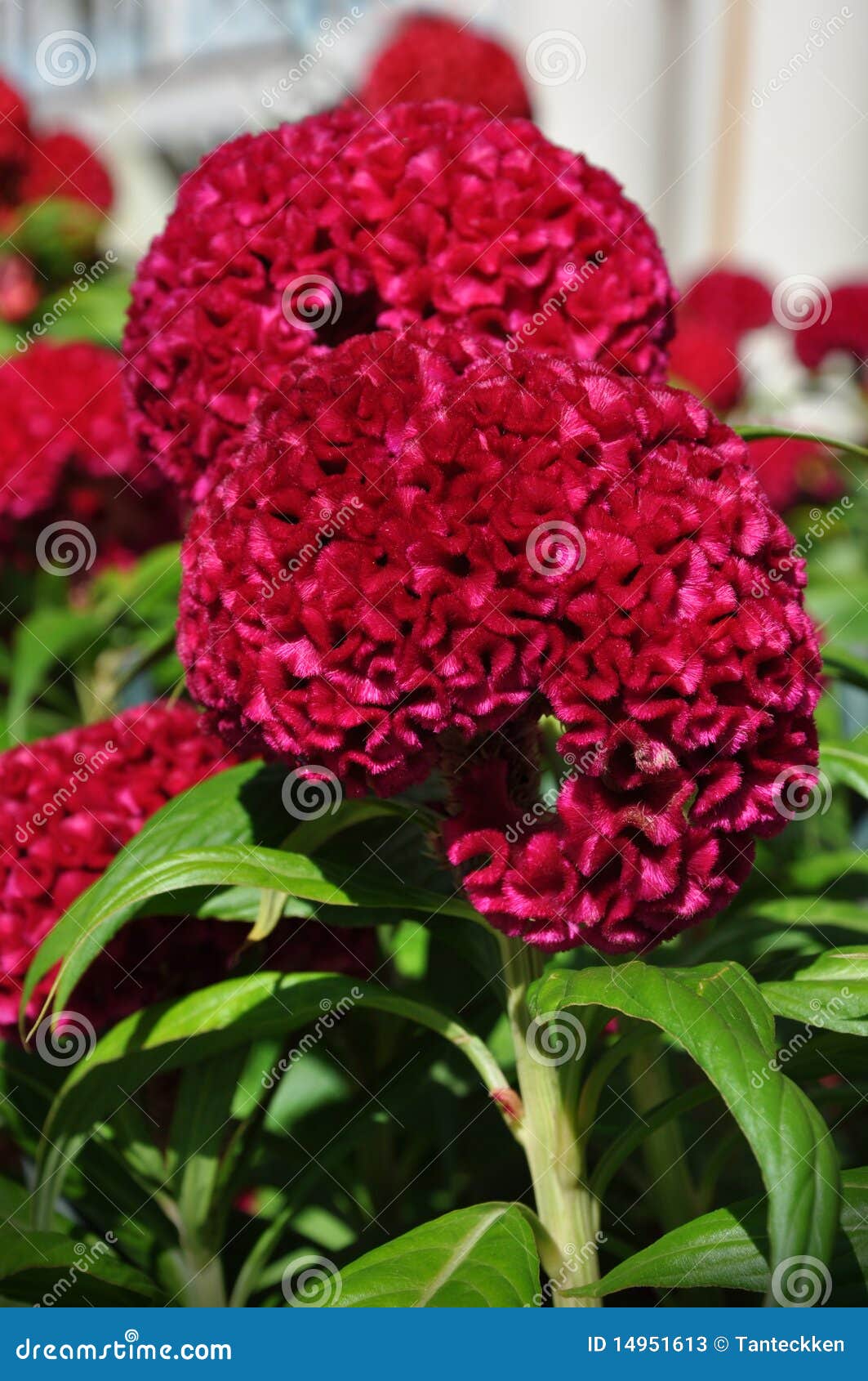 Cockscomb stock image. Image of coloured, green, pattern - 14951613