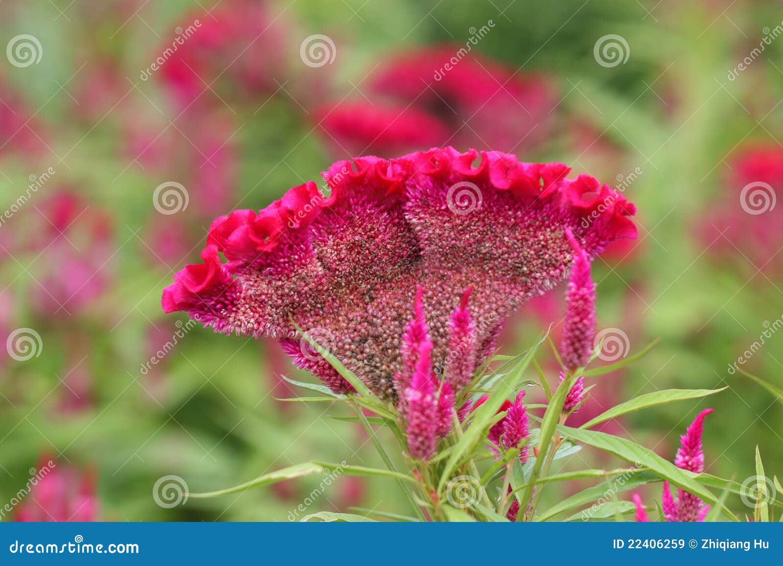 Cockscomb stock image. Image of sunlight, multicolored - 22406259