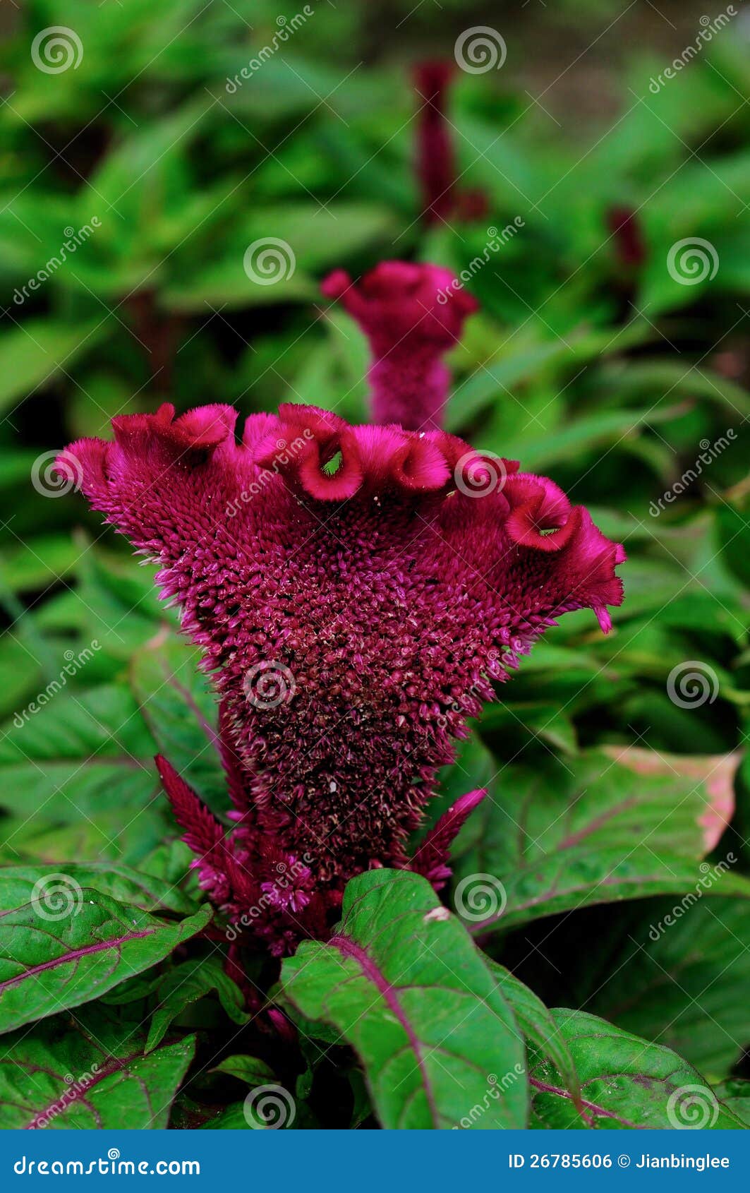 Cockscomb stock photo. Image of school, environment, cockscomb - 26785606