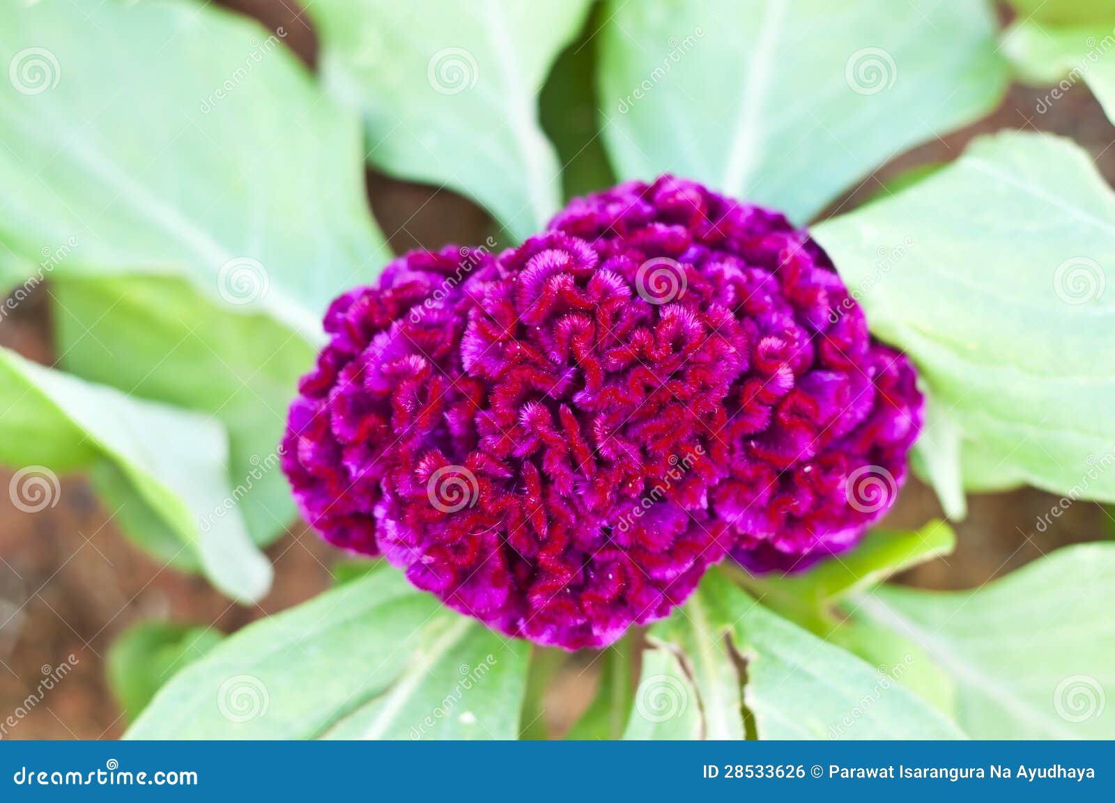 Cockscomb. stock photo. Image of bloom, detail, flora - 28533626