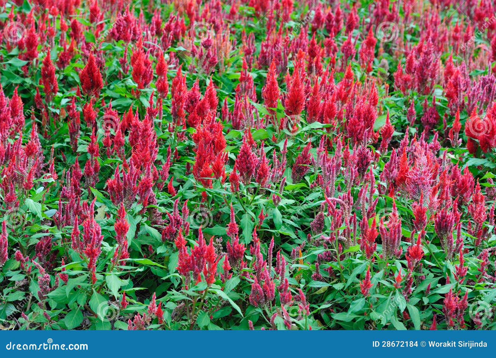 Cockscomb stock photo. Image of beauty, flora, cockscomb - 28672184