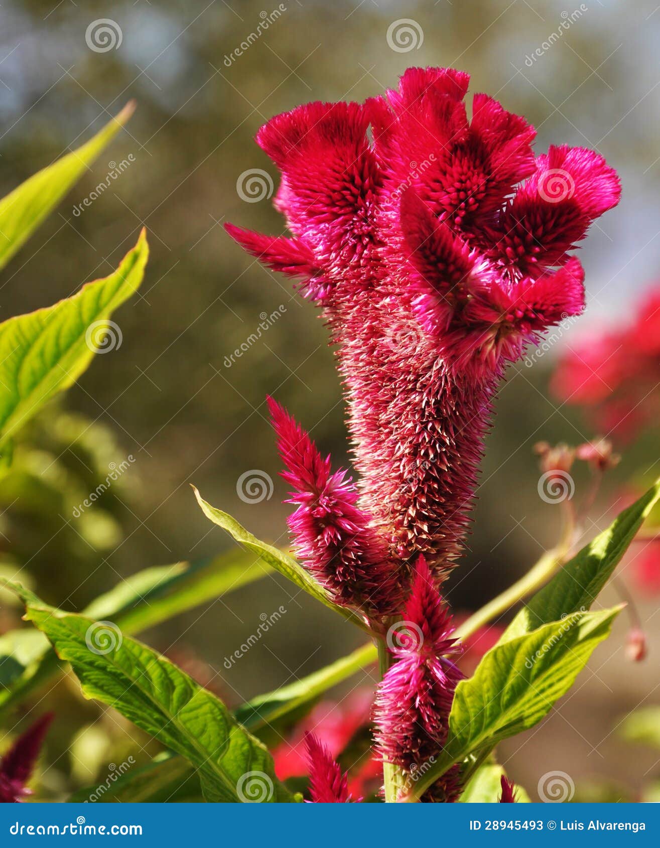 Cockscomb stock image. Image of fresh, nature, plumed - 28945493