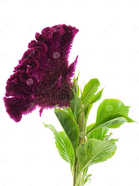 Cockscomb stock photo. Image of plant, cockscomb, nature - 2978614