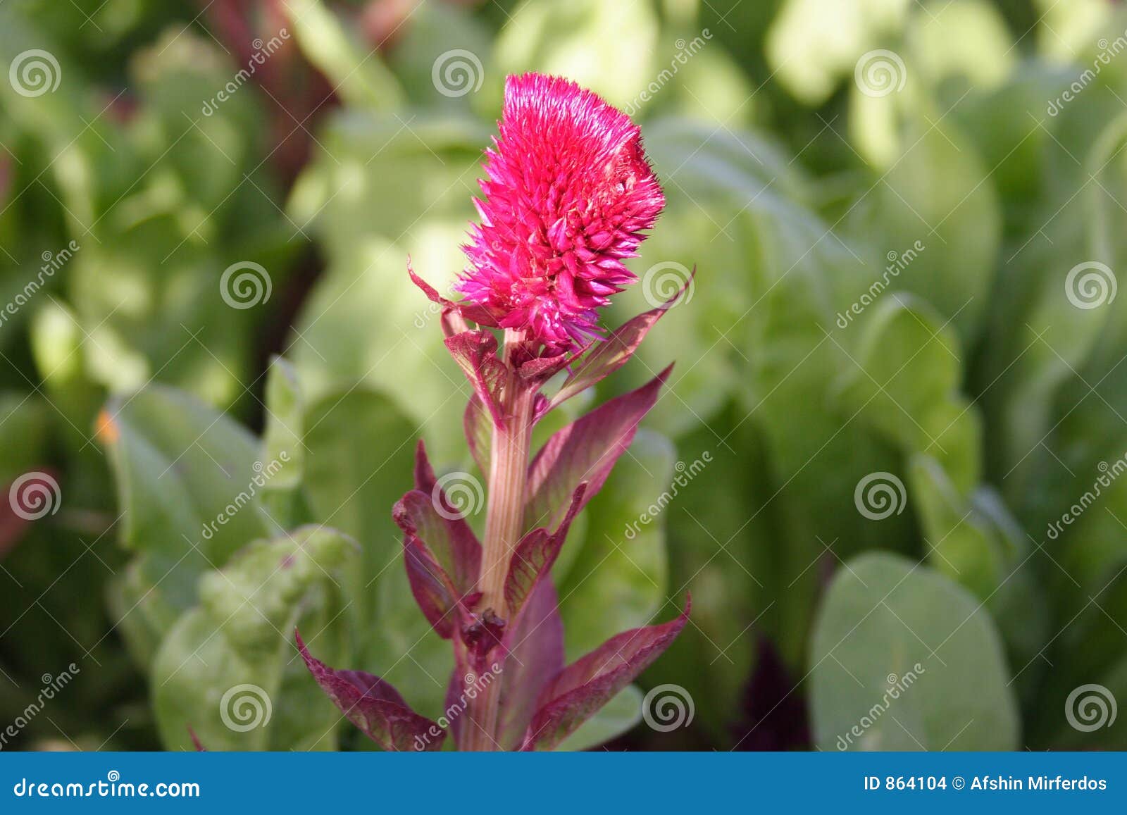 Cockscomb stock photo. Image of leaf, bride, love, fresh - 864104