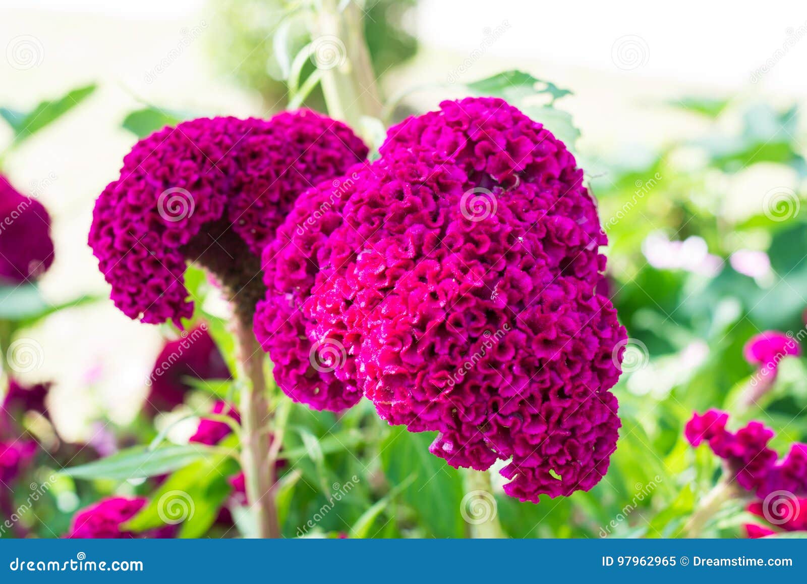 Cockscomb, big pink flower stock image. Image of pink - 97962965