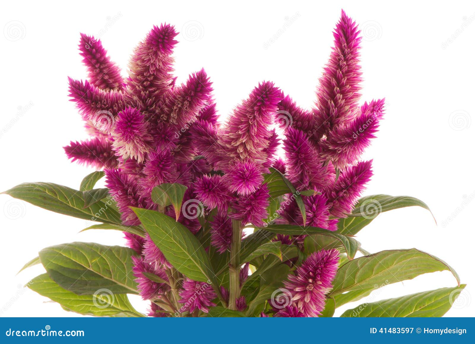 Potted Cockscomb Celosia Spicata Plant Isolated On White. Pink Flower ...