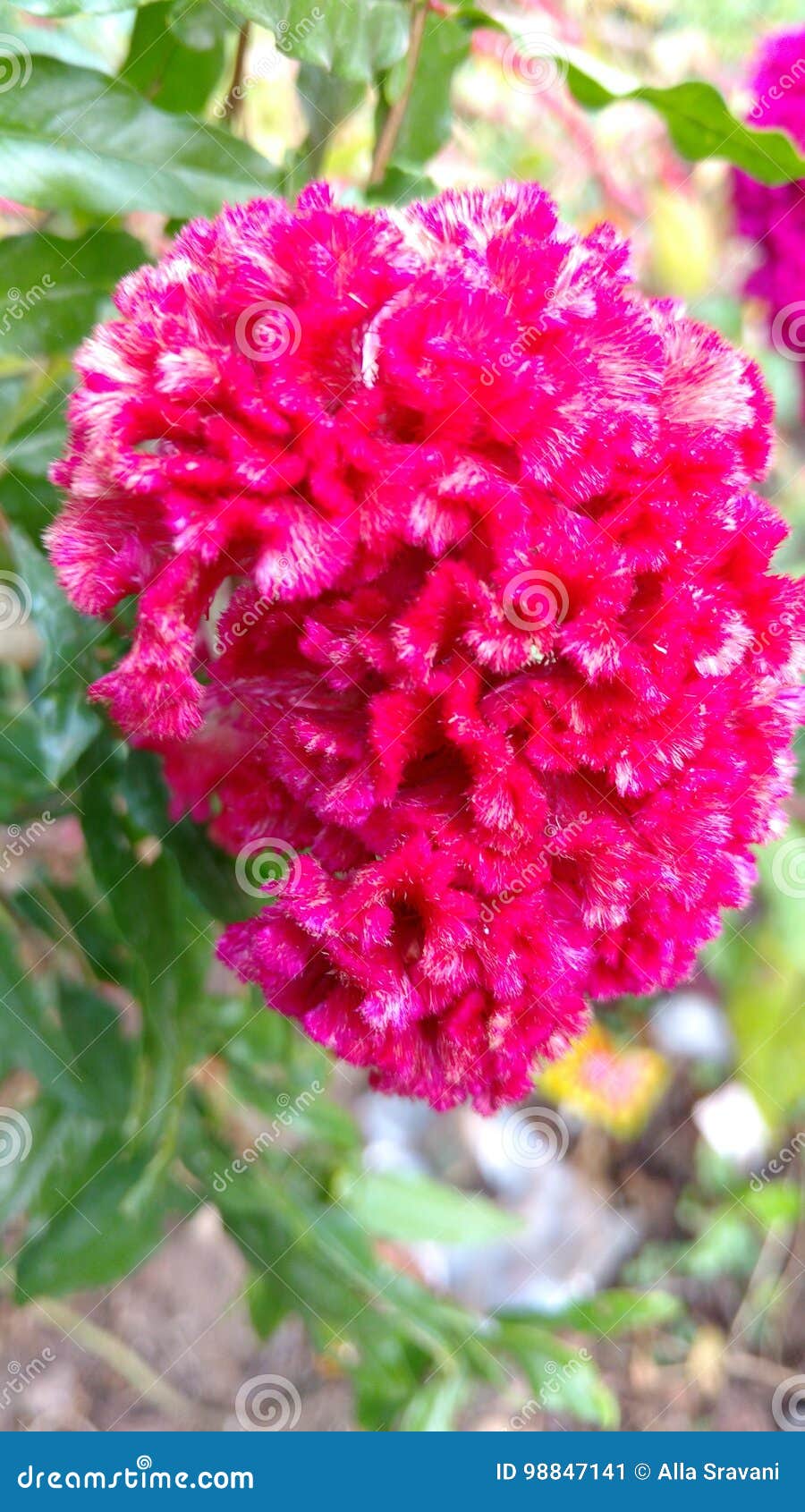 Cockscomb, Chinese Wool Flower, Celosia Argentea Stock Image - Image of ...