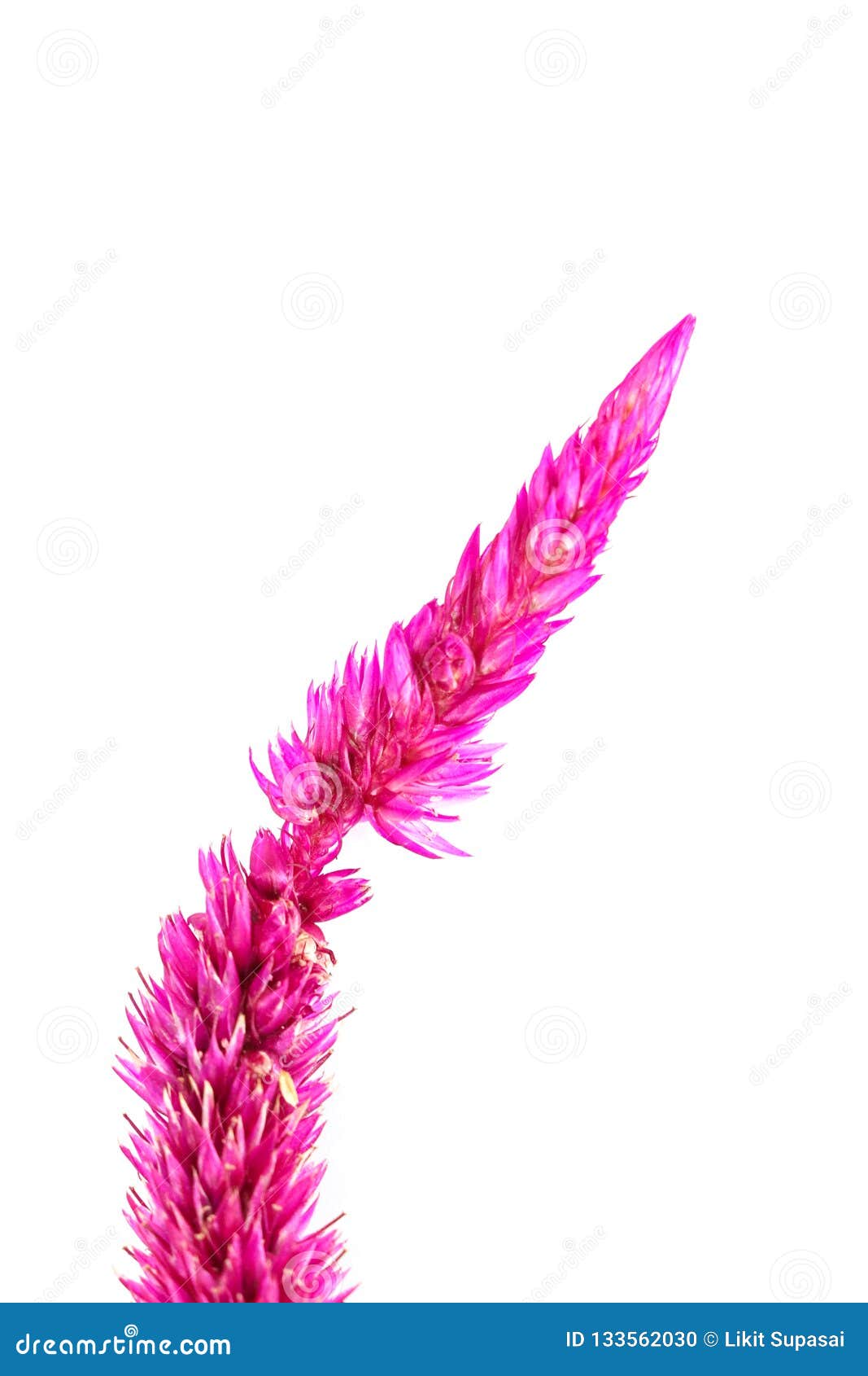 Cockscomb White Background in Studio Stock Photo - Image of growth ...