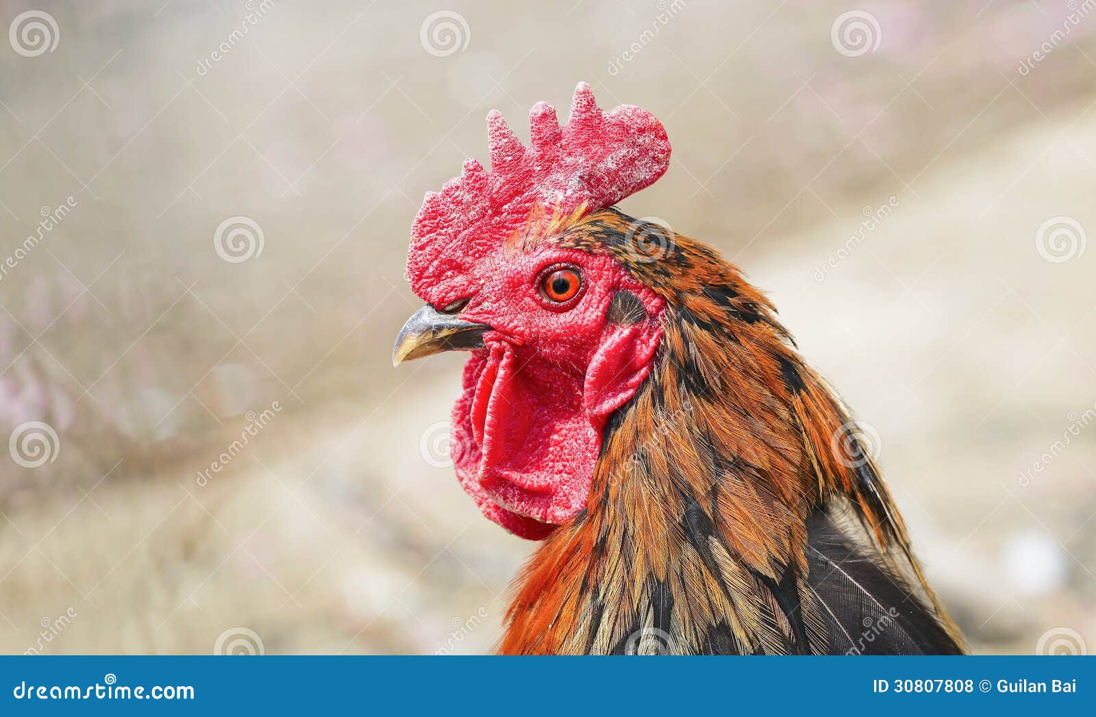 Cockscomb stock photo. Image of beautiful, indumentum - 30807808