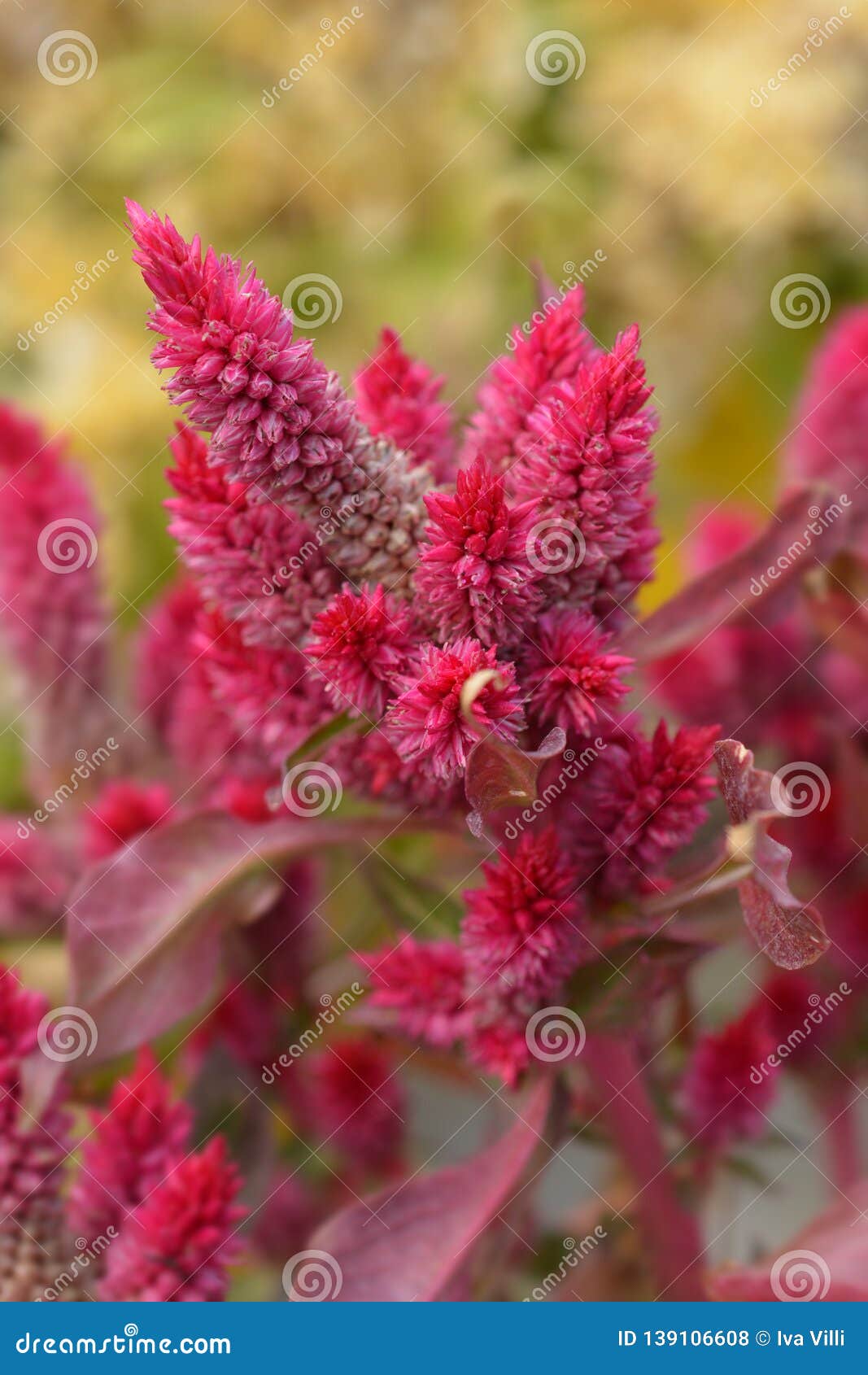 Cockscomb stock photo. Image of botany, leaf, cockscomb - 139106608