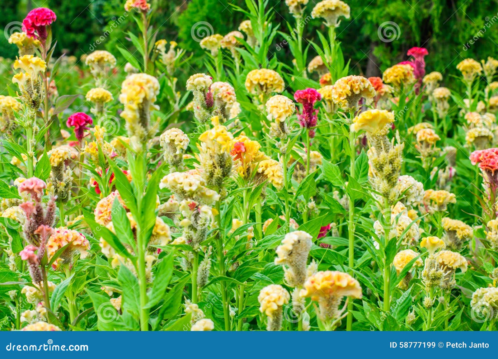 Cockscomb colorful flowers stock image. Image of beautiful - 58777199